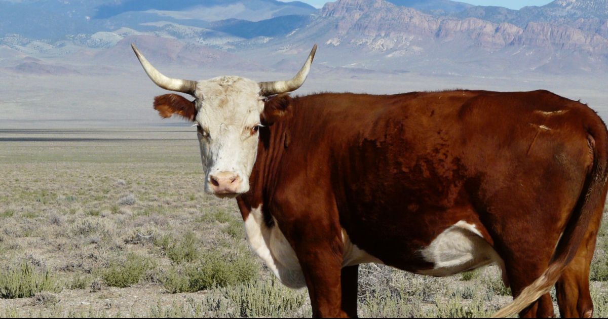 Cowboy Antics | Top50 Ranches