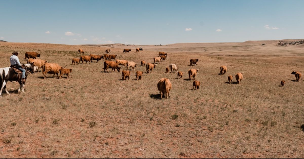How To Work on a Real Ranch: 4 Ways You Can Trade Your Suit For Saddles ...