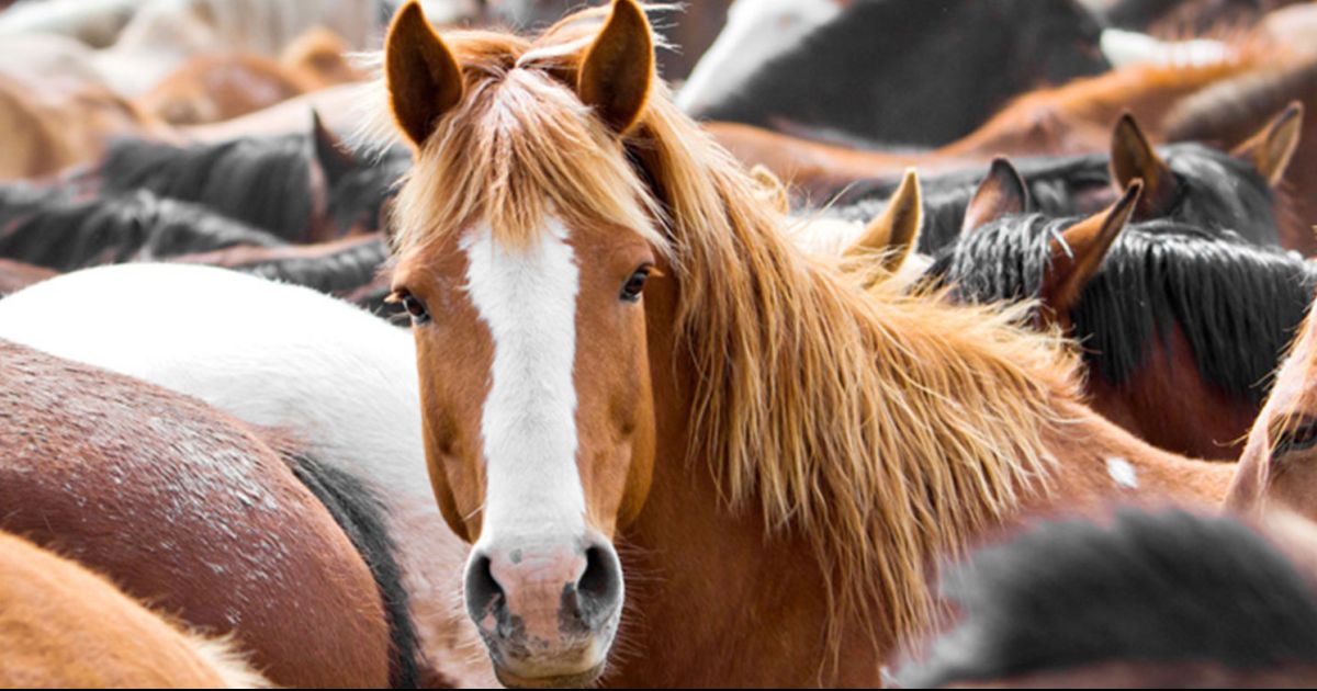 Horses: A Creative and Spiritual Journey | Top50 Ranches