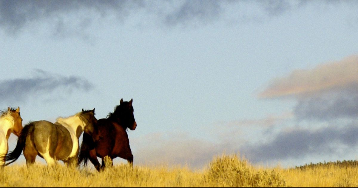 Top50 Ranches Awards World's Best Ranches For Excellence! | Top50 Ranches