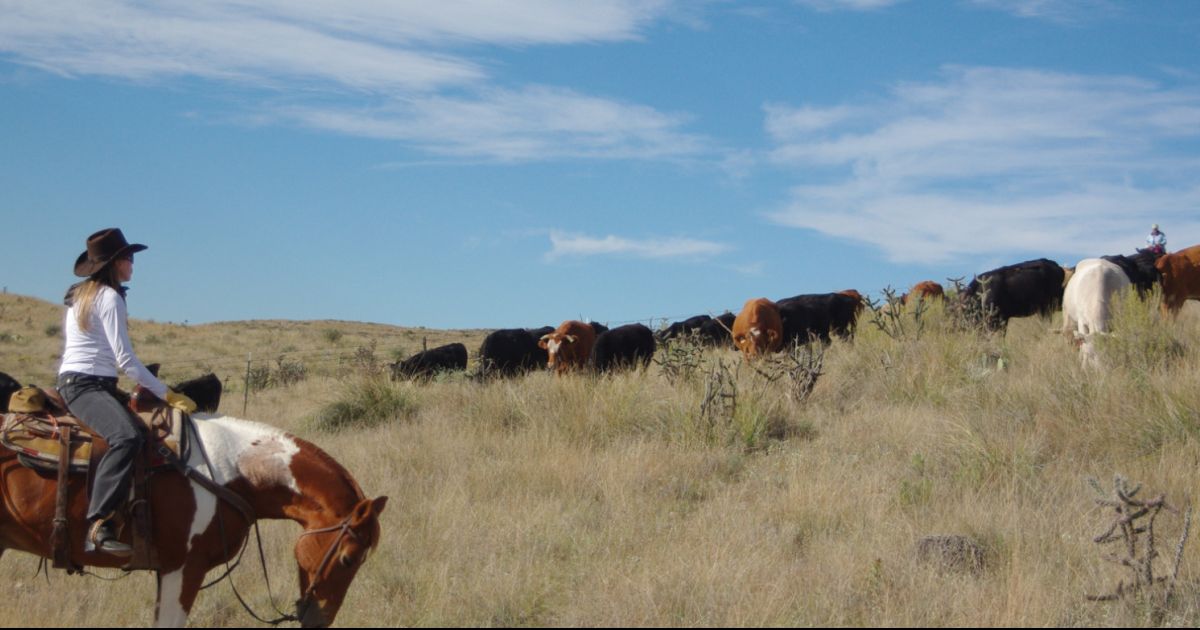 Cattle drives | Top50 Ranches