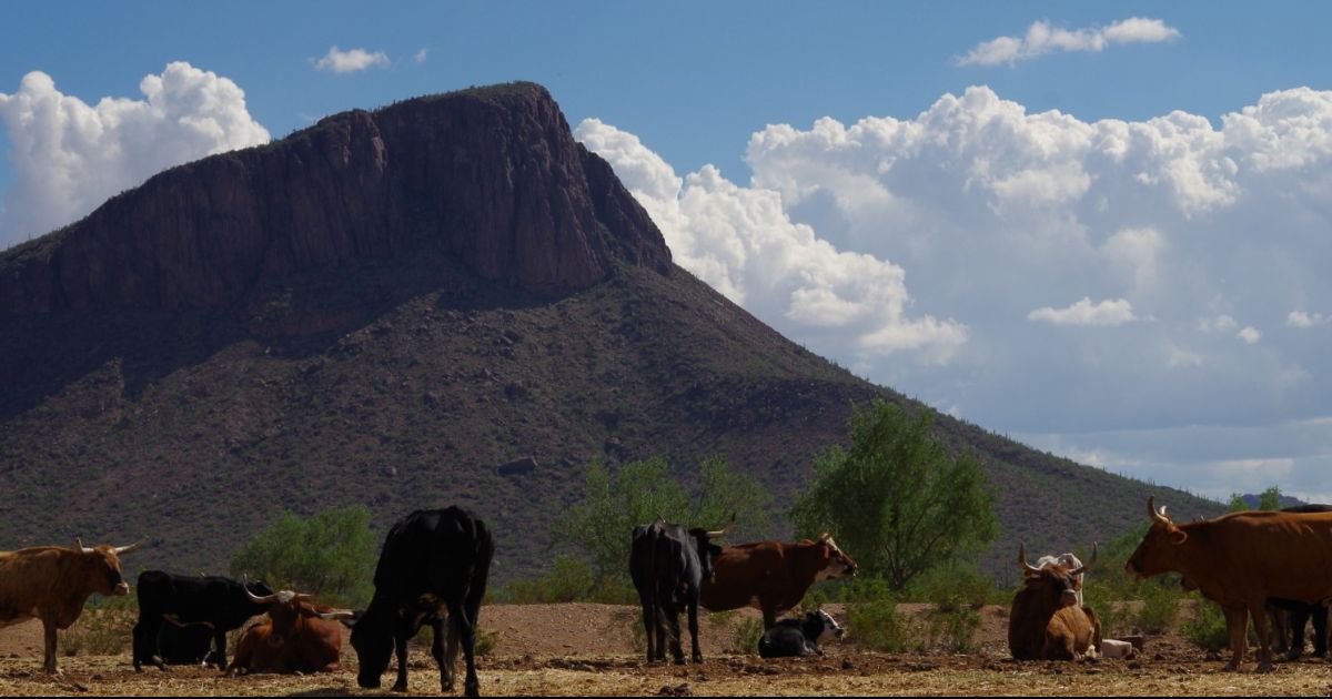 White Stallion Ranch, Arizona, USA - Guest Ranch vacation | Top50 Ranches