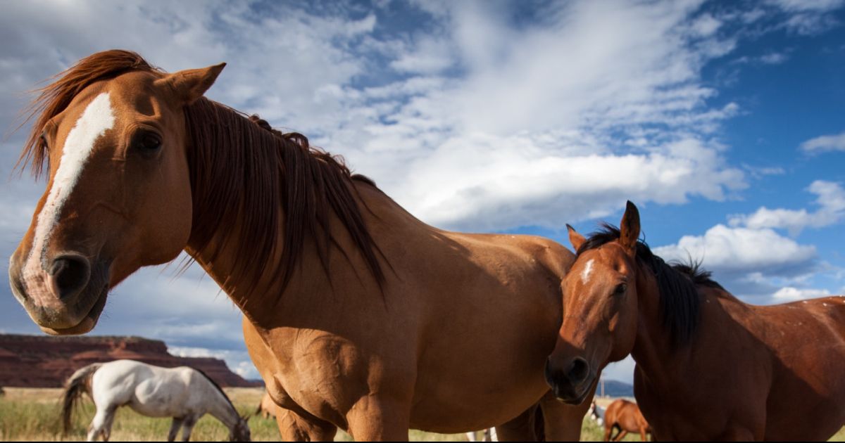 Save up to 20% on your Working Ranch Vacation this summer! | Top50 Ranches
